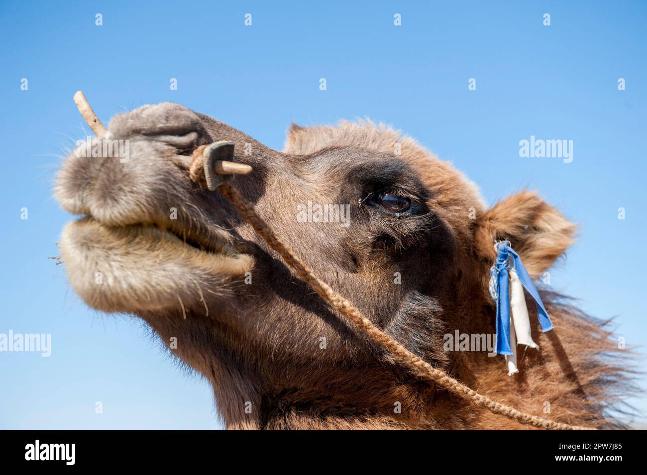 Close up of head of camel with loop through nose in bottom view against ...