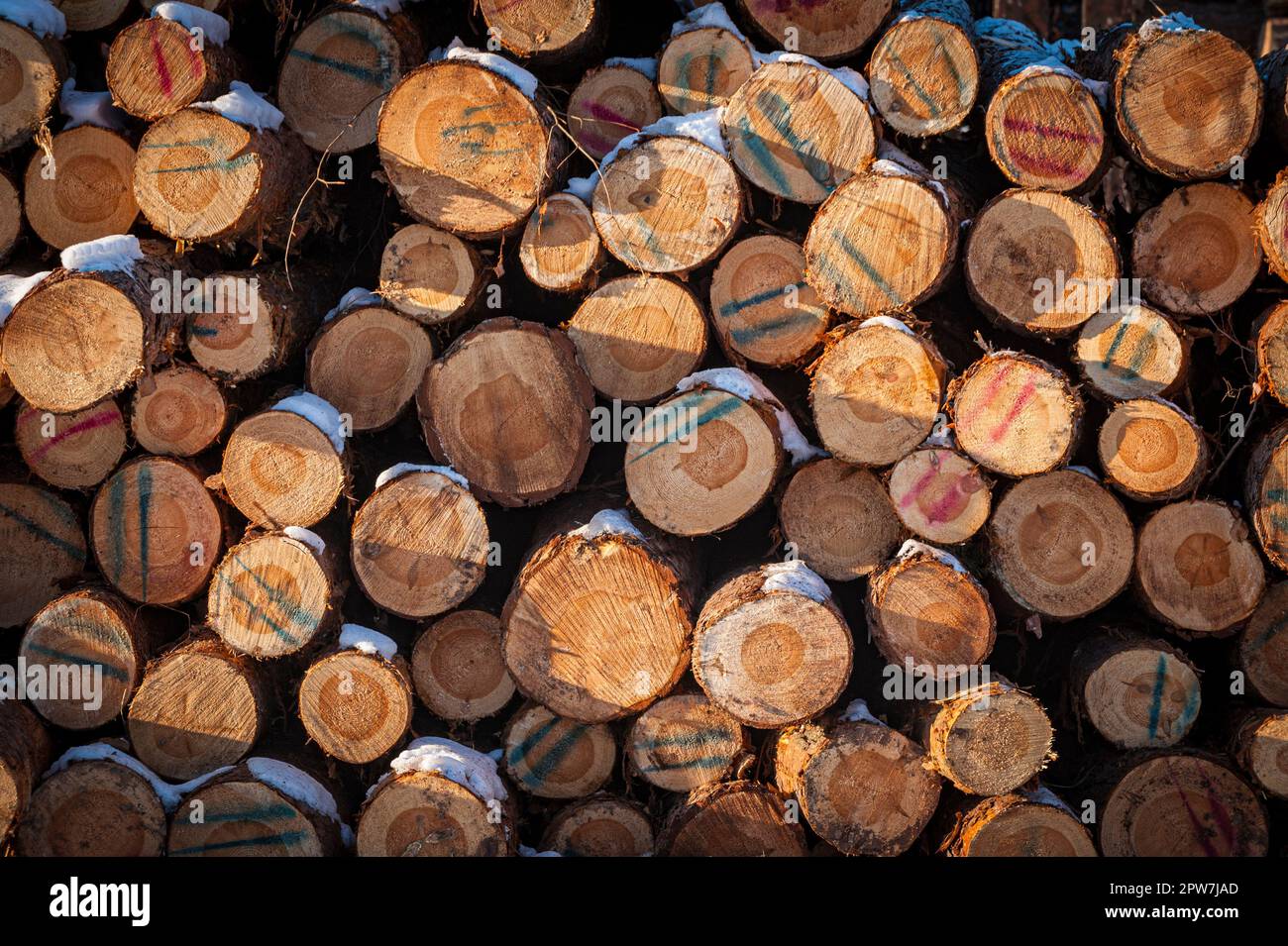 The cut edges of felled and stacked tree trunks Stock Photo - Alamy