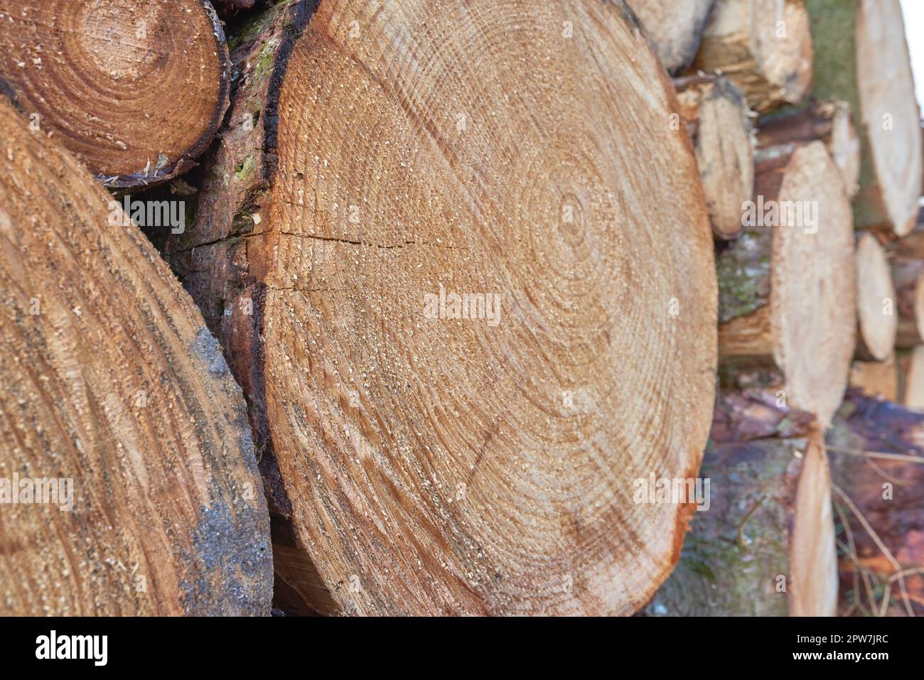 Chopped tree logs from the forest. Closeup brown wooden and texture ...