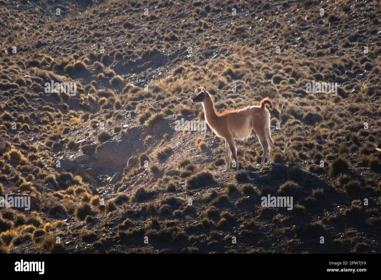 Young guanaco (Lama guanicoe) spotted in the steppes of Villavicencio ...
