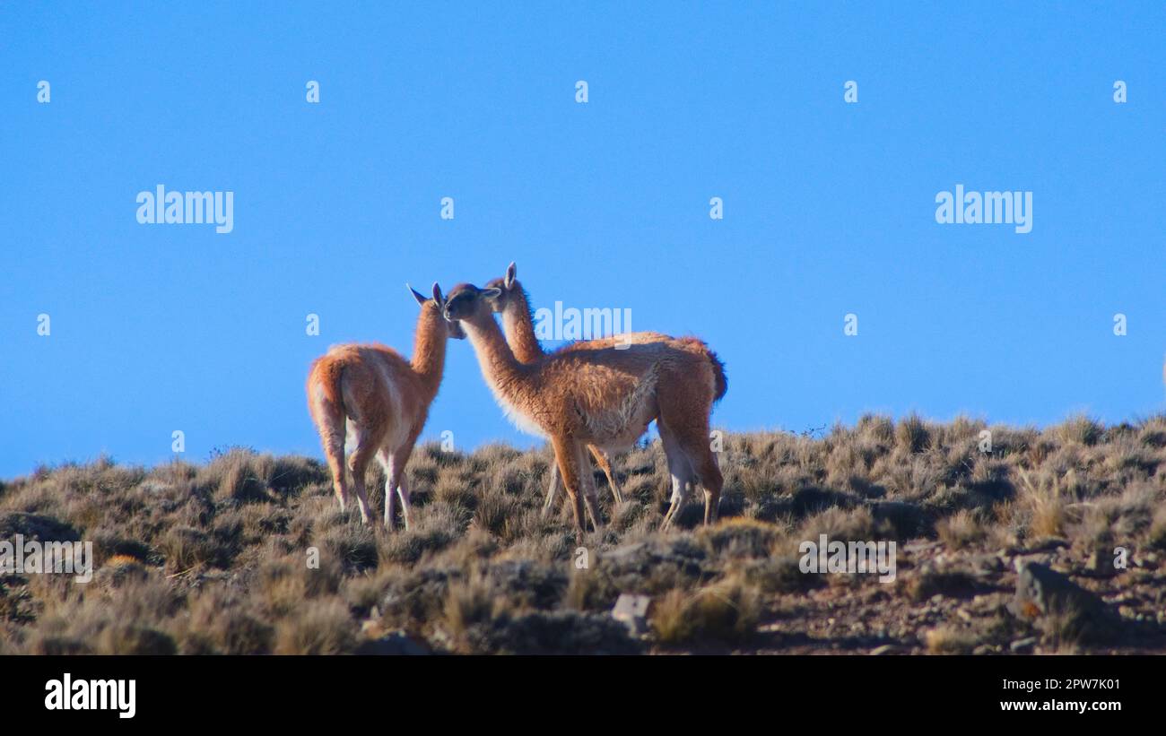 Herd of guanacos (Lama guanicoe) spotted in the steppes of ...