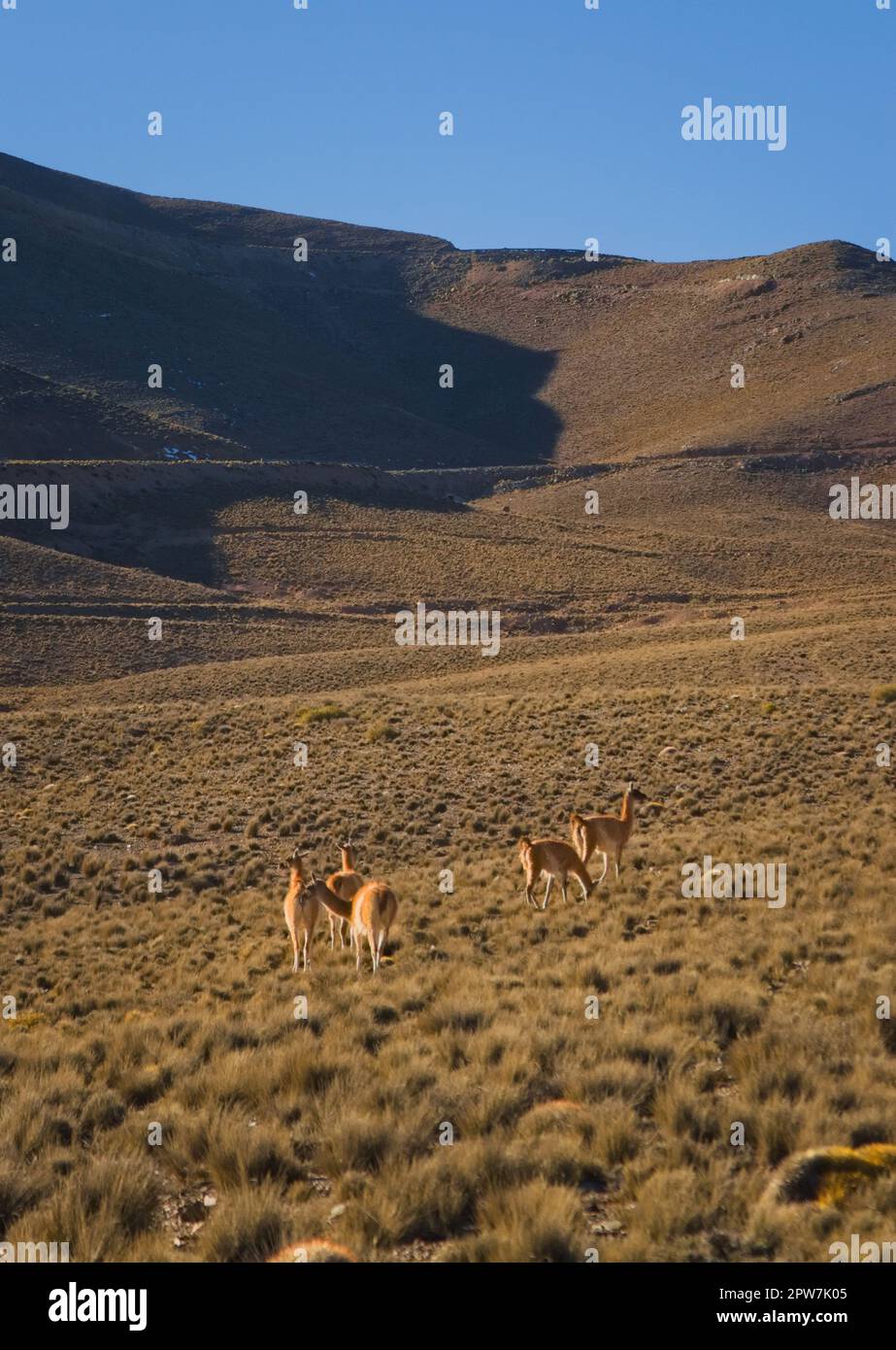 Herd of guanacos (Lama guanicoe) spotted in the steppes of ...