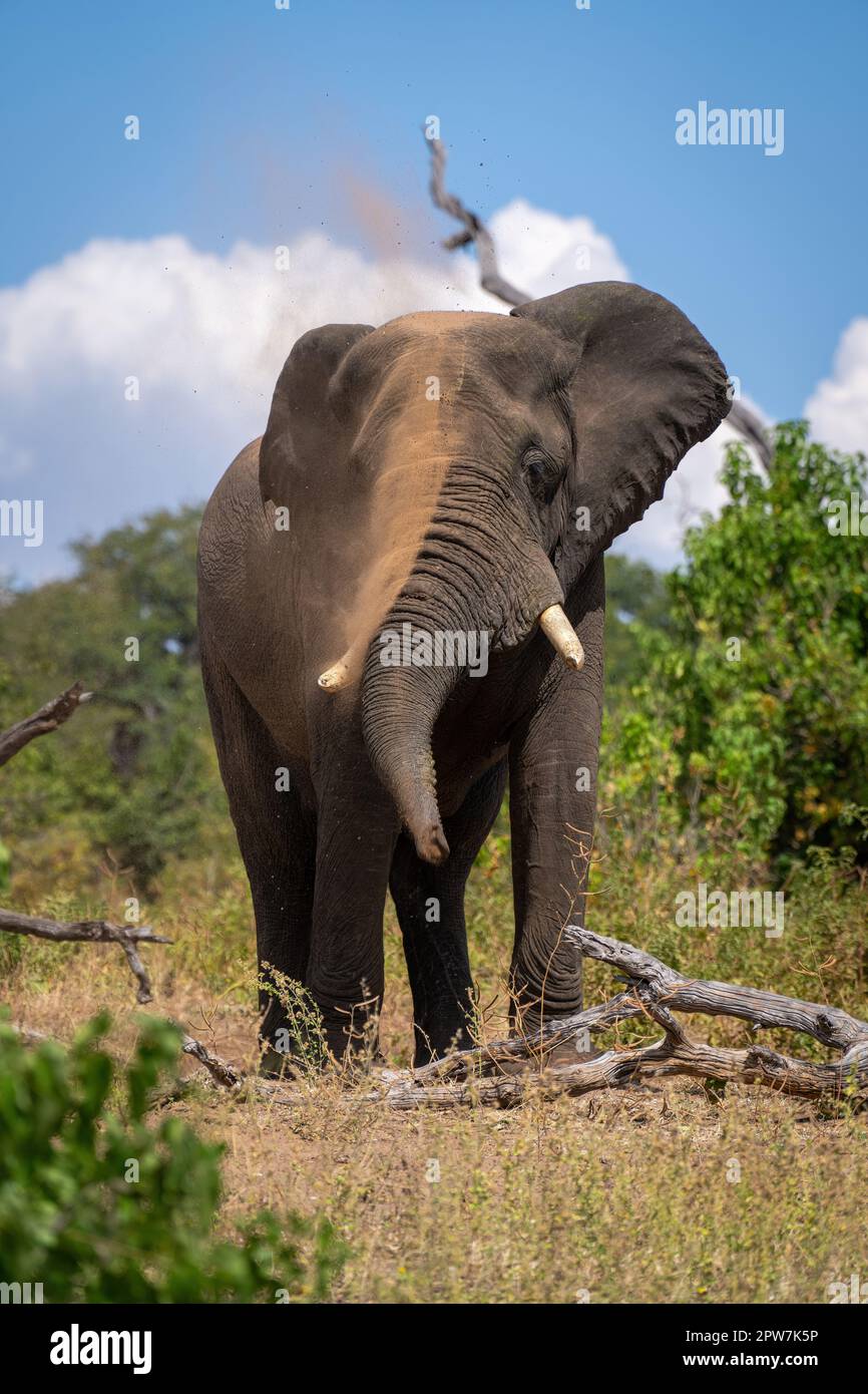 African elephant stands over log throwing earth Stock Photo - Alamy
