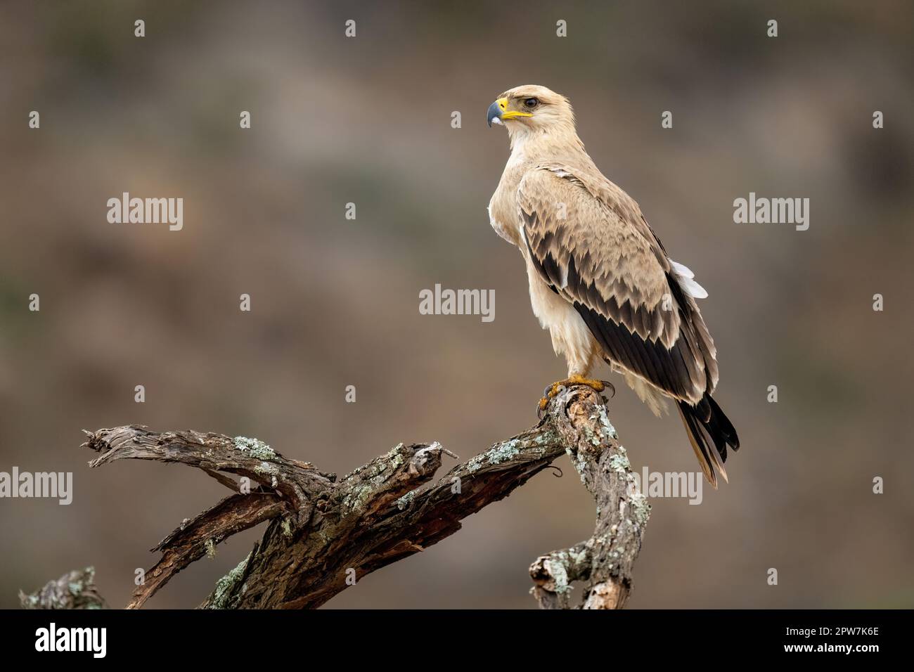 Tawny eagle turning head on twisted branch Stock Photo - Alamy