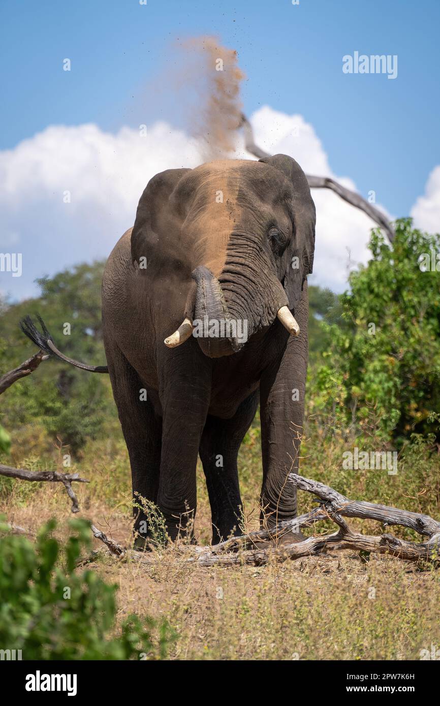African elephant stands over log blowing earth Stock Photo - Alamy