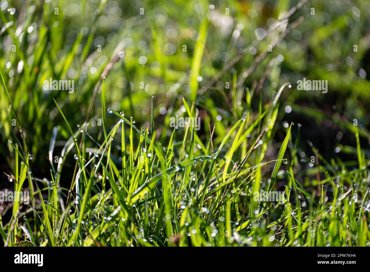 Blurred background image of green grass with bokeh and morning dew ...
