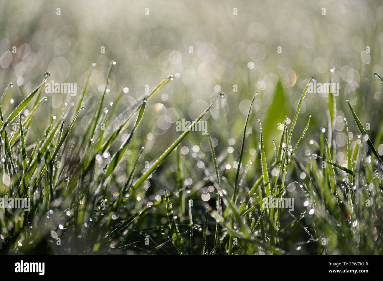 Blurred background image of green grass with bokeh and morning dew ...