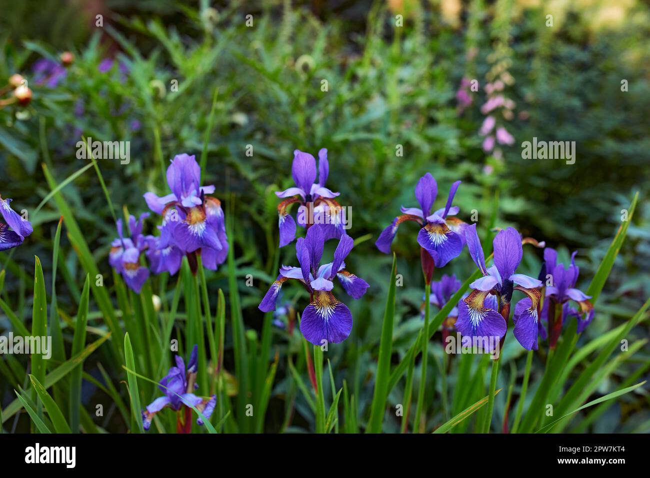 Purple iris flowers growing in a botanical garden outdoors during ...