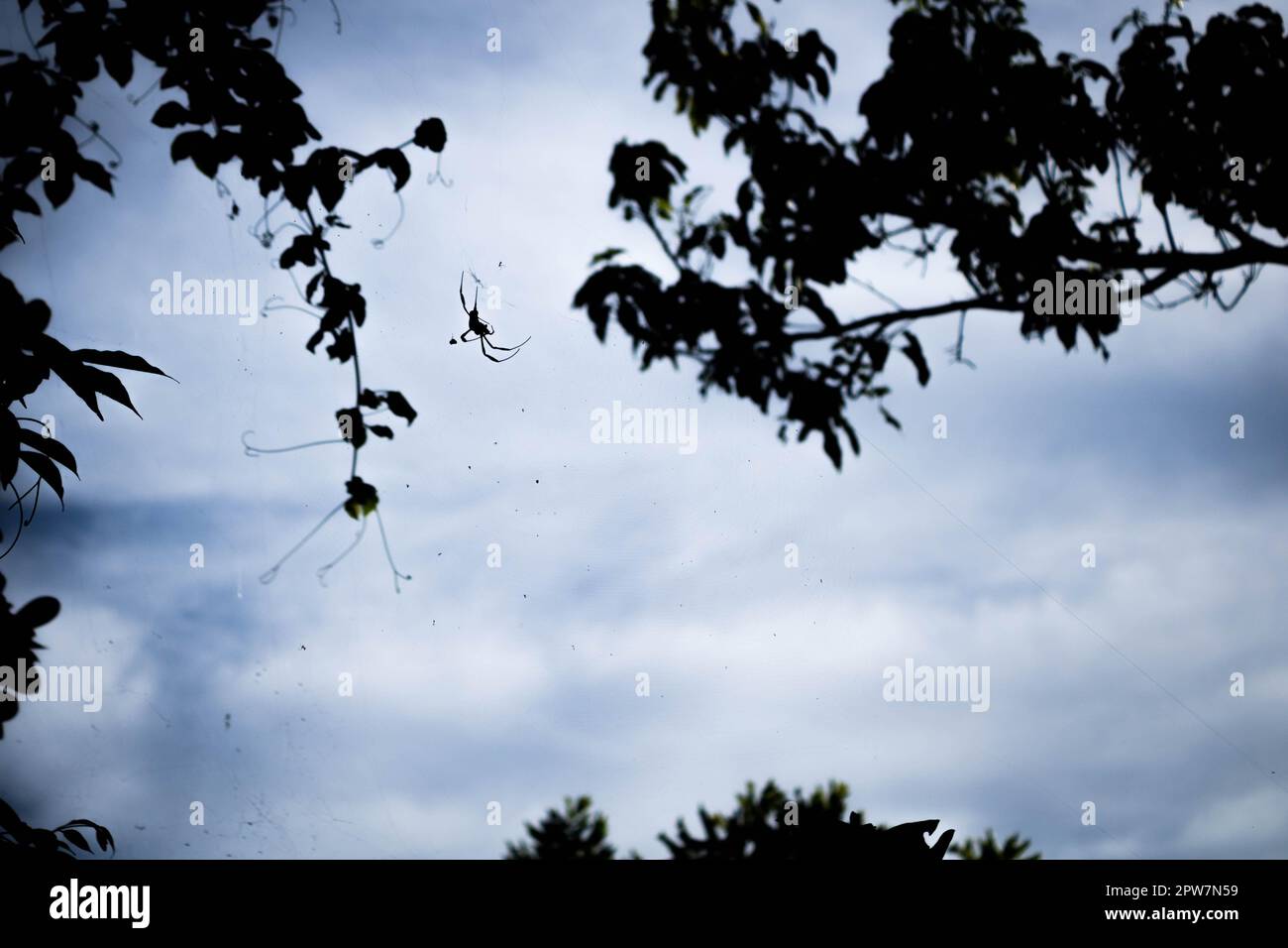 Spider webbed between two branches on tree photographed against light, cloudy sky in background ...