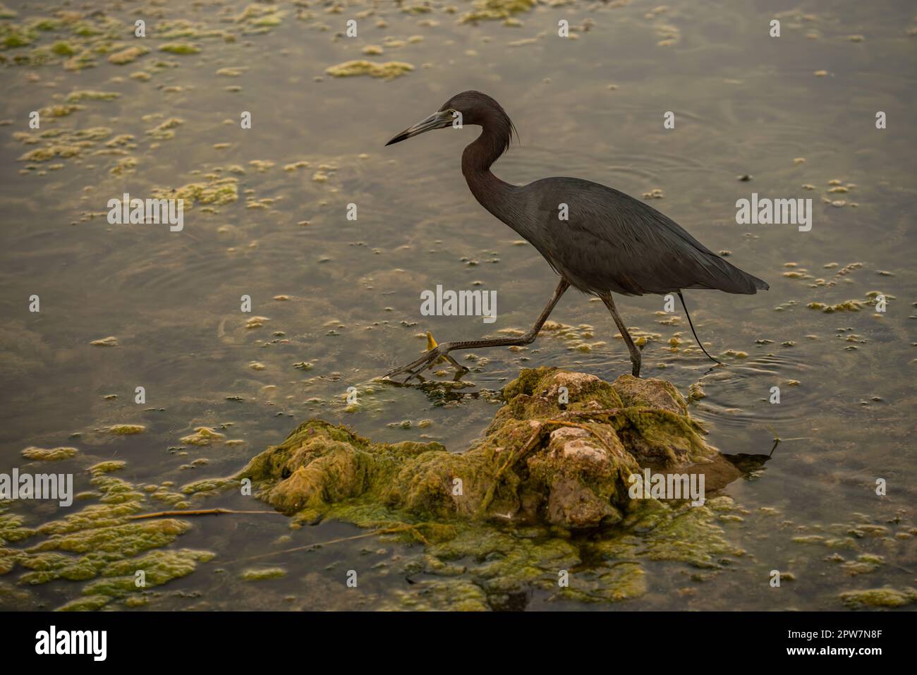 Florida wood stork in a wild environment: Nathan Benderson Park in ...