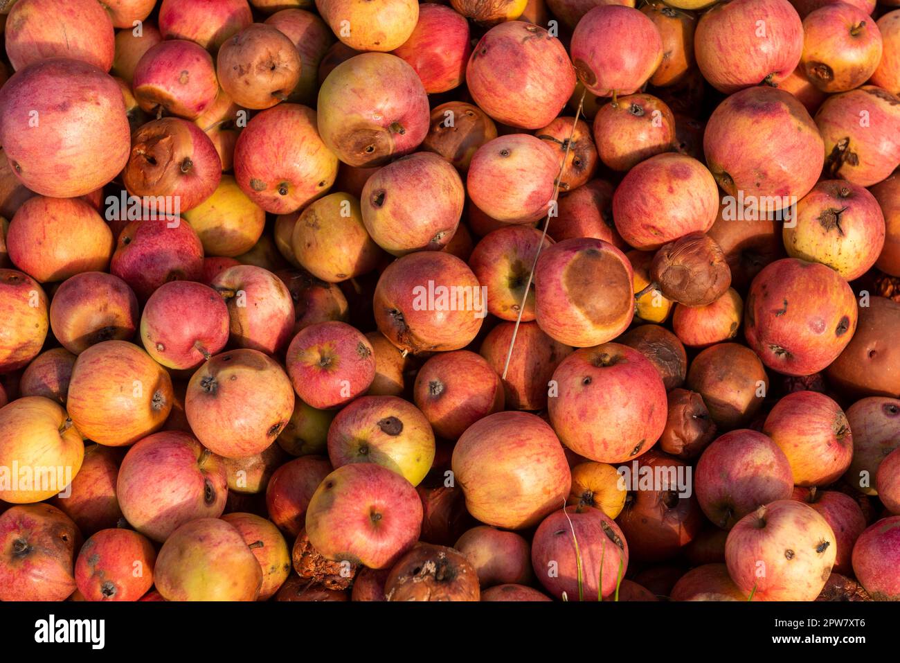 Rotten gases hi-res stock photography and images - Alamy