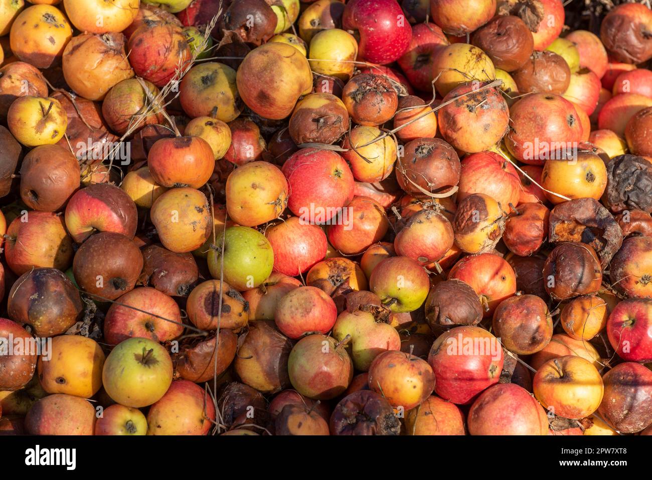 Overripe rotten wormy red apples hi-res stock photography and images ...