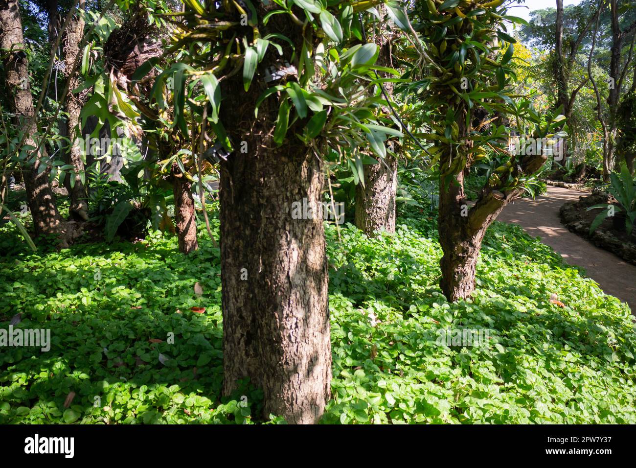 Botanical garden green branches of plant, stock photo Stock Photo - Alamy