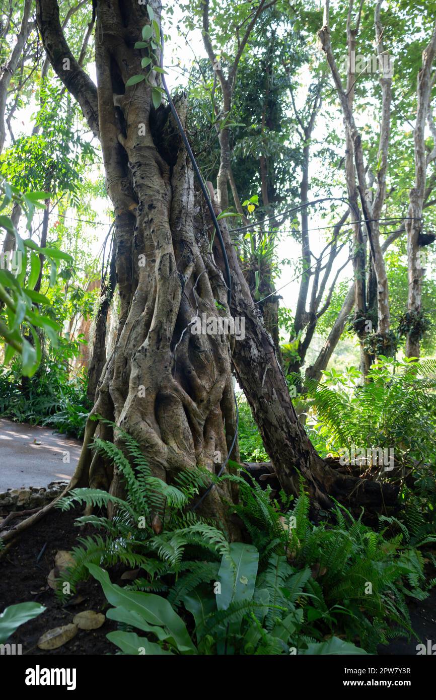 Botanical garden green branches of plant, stock photo Stock Photo - Alamy