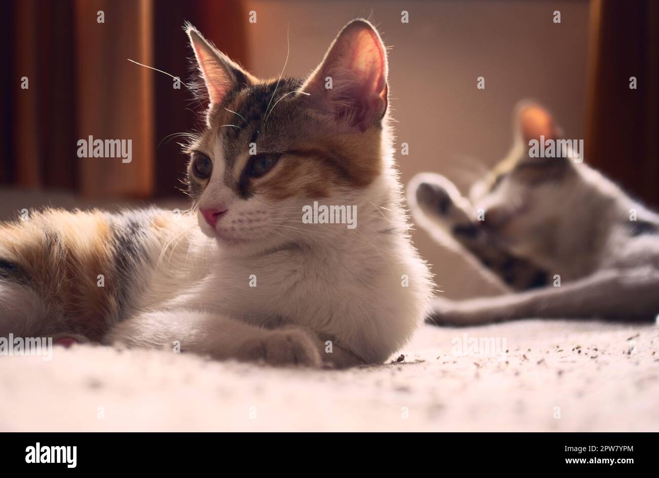 Two tabby, mixed breed cats relaxing on a bed Stock Photo - Alamy
