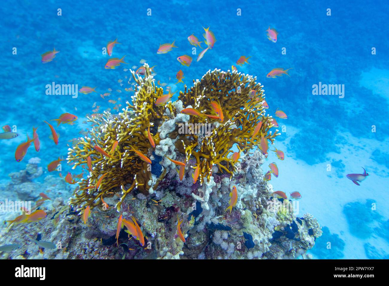 Colorful coral reef at the bottom of tropical sea, hard corals and ...