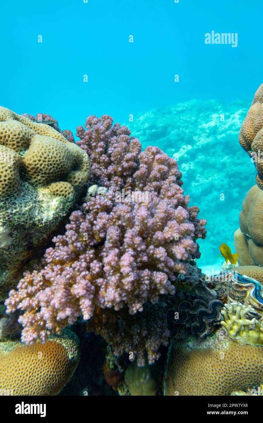 Colorful coral reef at the bottom of tropical sea, hard corals ...