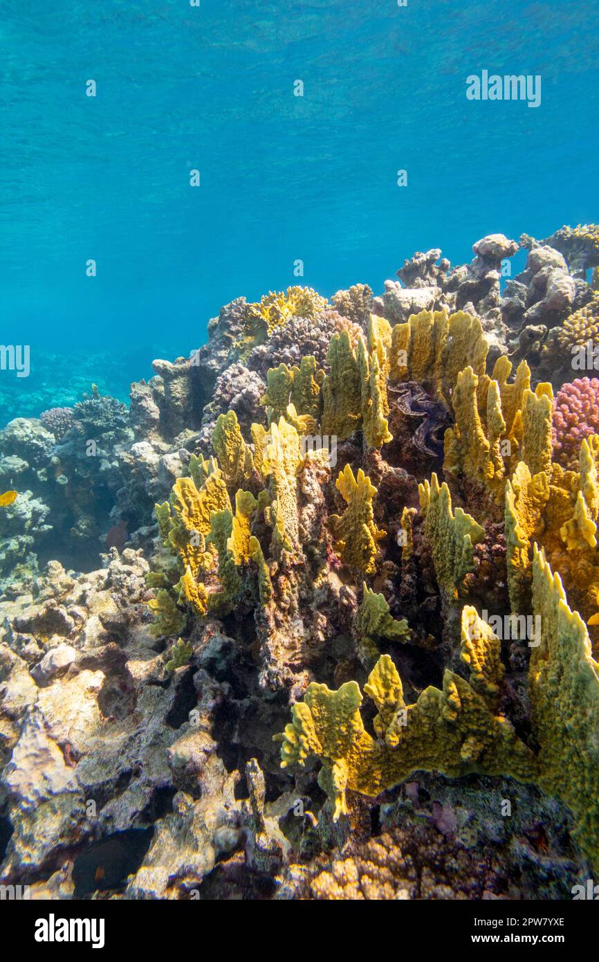 Colorful coral reef at the bottom of tropical sea, yellow fire coral ...