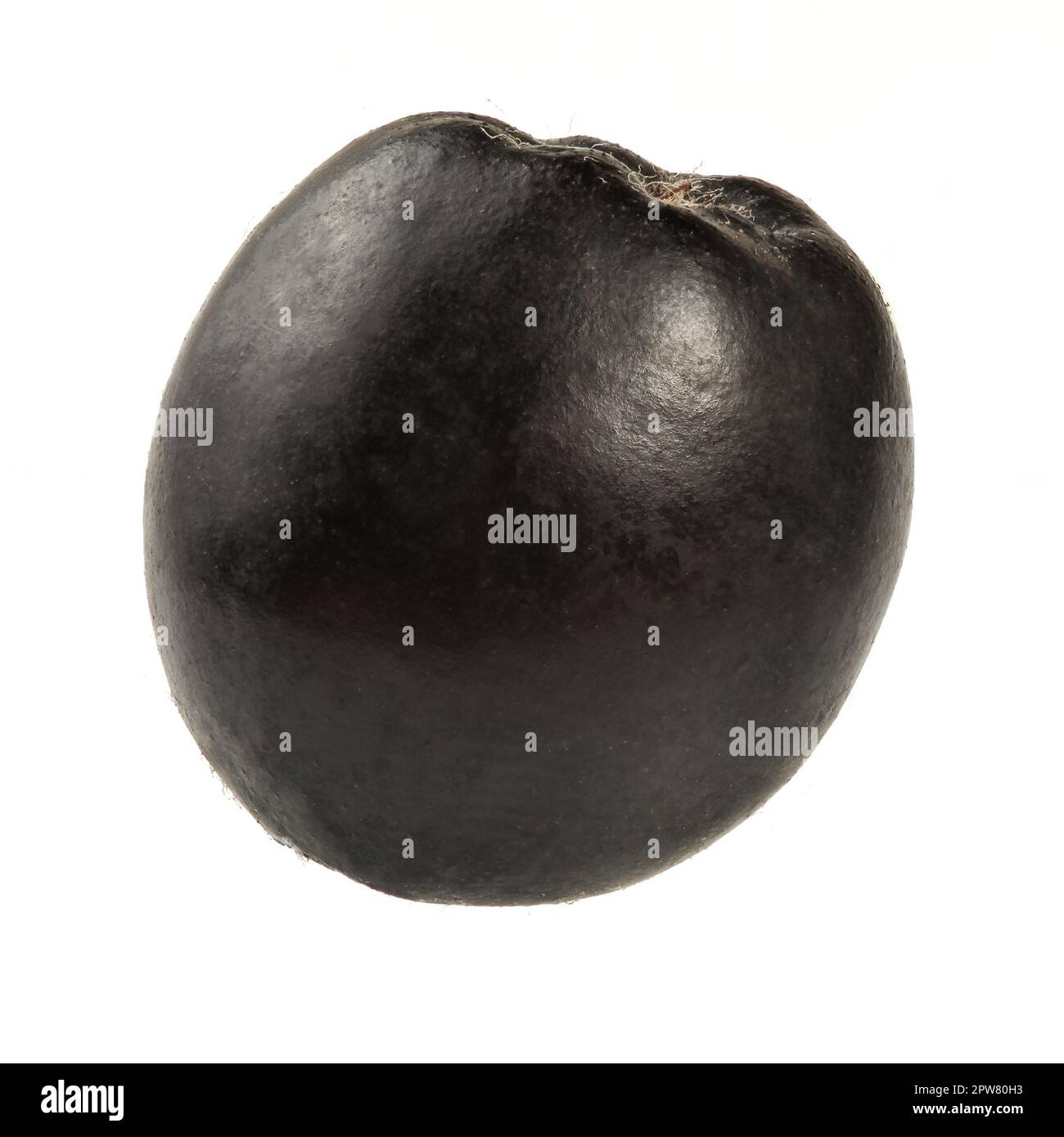 Single aronia (chokeberry) fruit isolated on white background Stock ...
