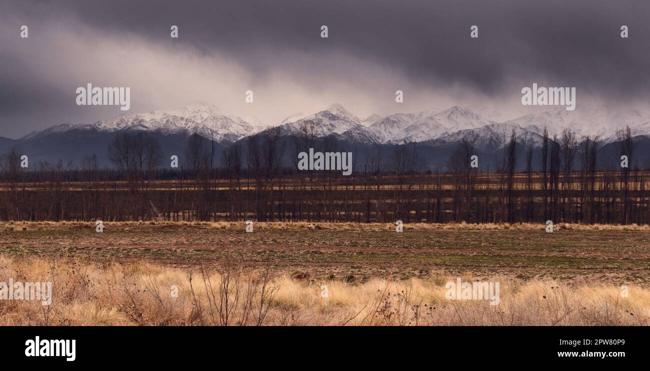 Treeline against the Andes mountains in the background in Tupungato ...