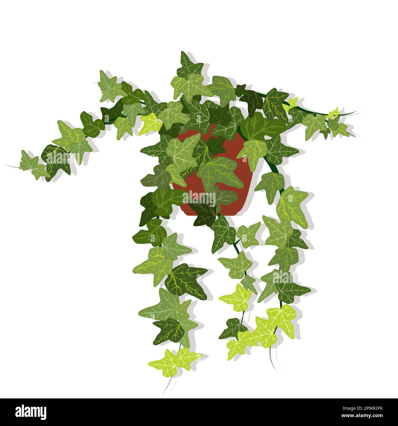 Ivy in a pot isolated on white background Stock Photo - Alamy