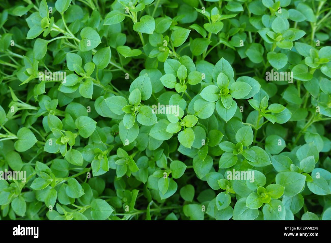 Stellaria media, Chickweed. Chickweed is an herb added to salads and ...