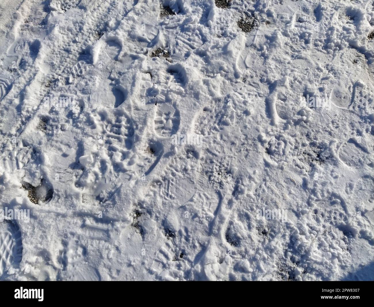 Footprints of boots in the snow. Lots of human footprints on fresh ...