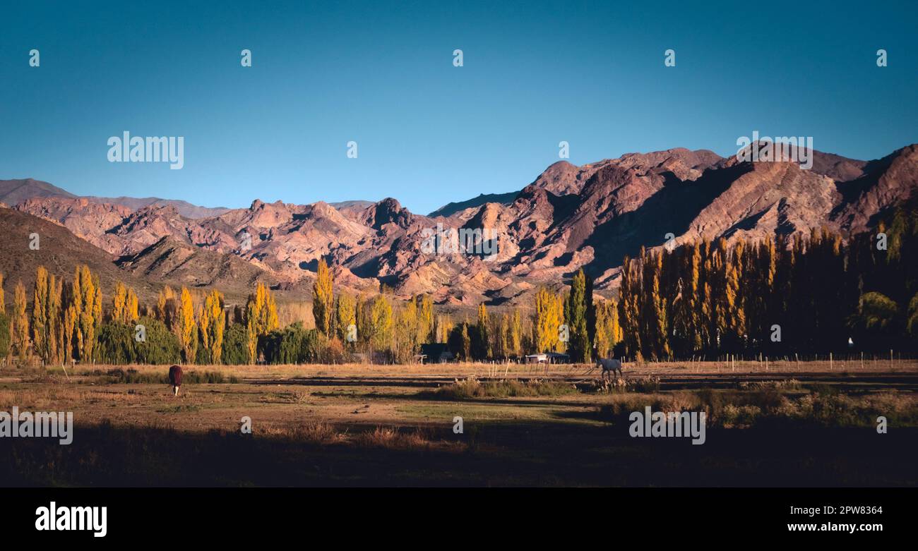 Horses in a grazing field by the Andes Mountains in the Uspallata ...