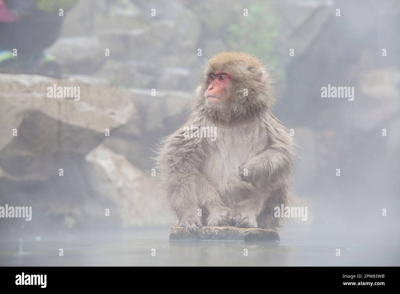 Monkey hotspring hi-res stock photography and images - Alamy