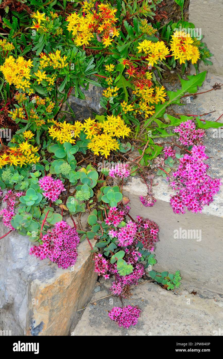 Pink blossoming of Sedum ewersii and yellow orange blossoming of Sedum ...