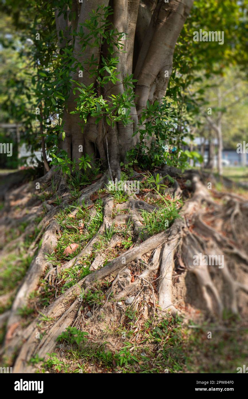 Botanical garden green branches of plant, stock photo Stock Photo - Alamy