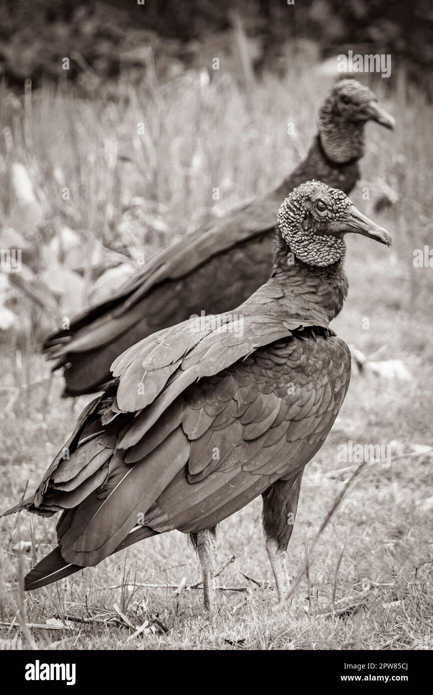 Couple of Tropical Black Vultures Coragyps atratus brasiliensis on the ...