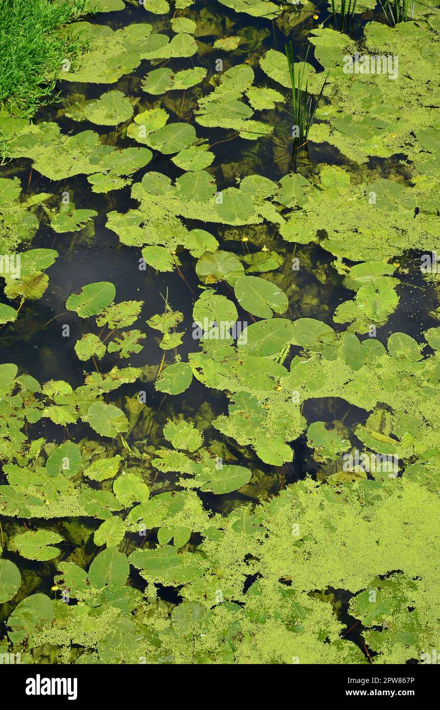 Texture of swamp water dotted with green duckweed and marsh vegetation ...