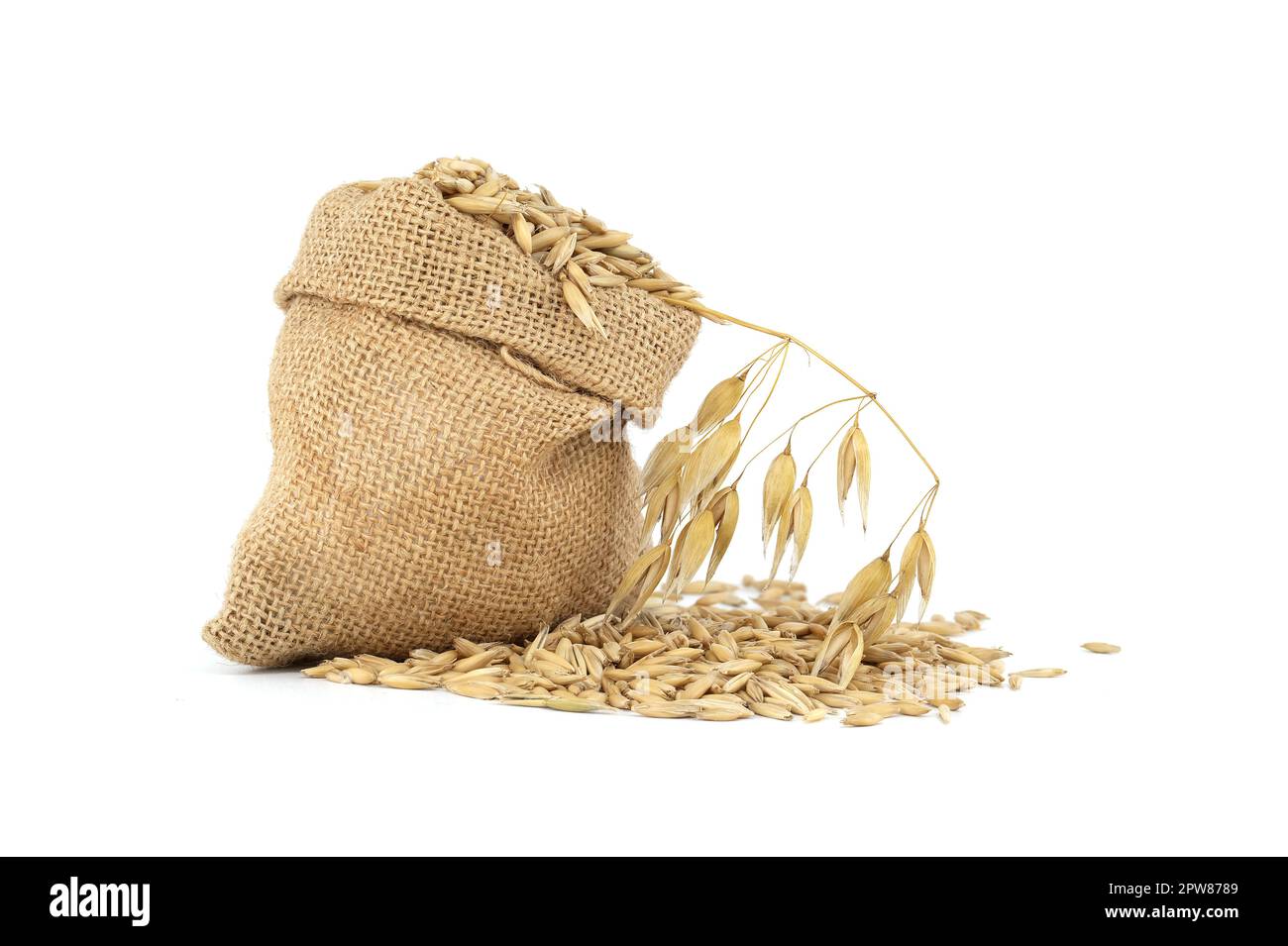 Oat grains with hulls or husks in burlap bag isolated on a white ...