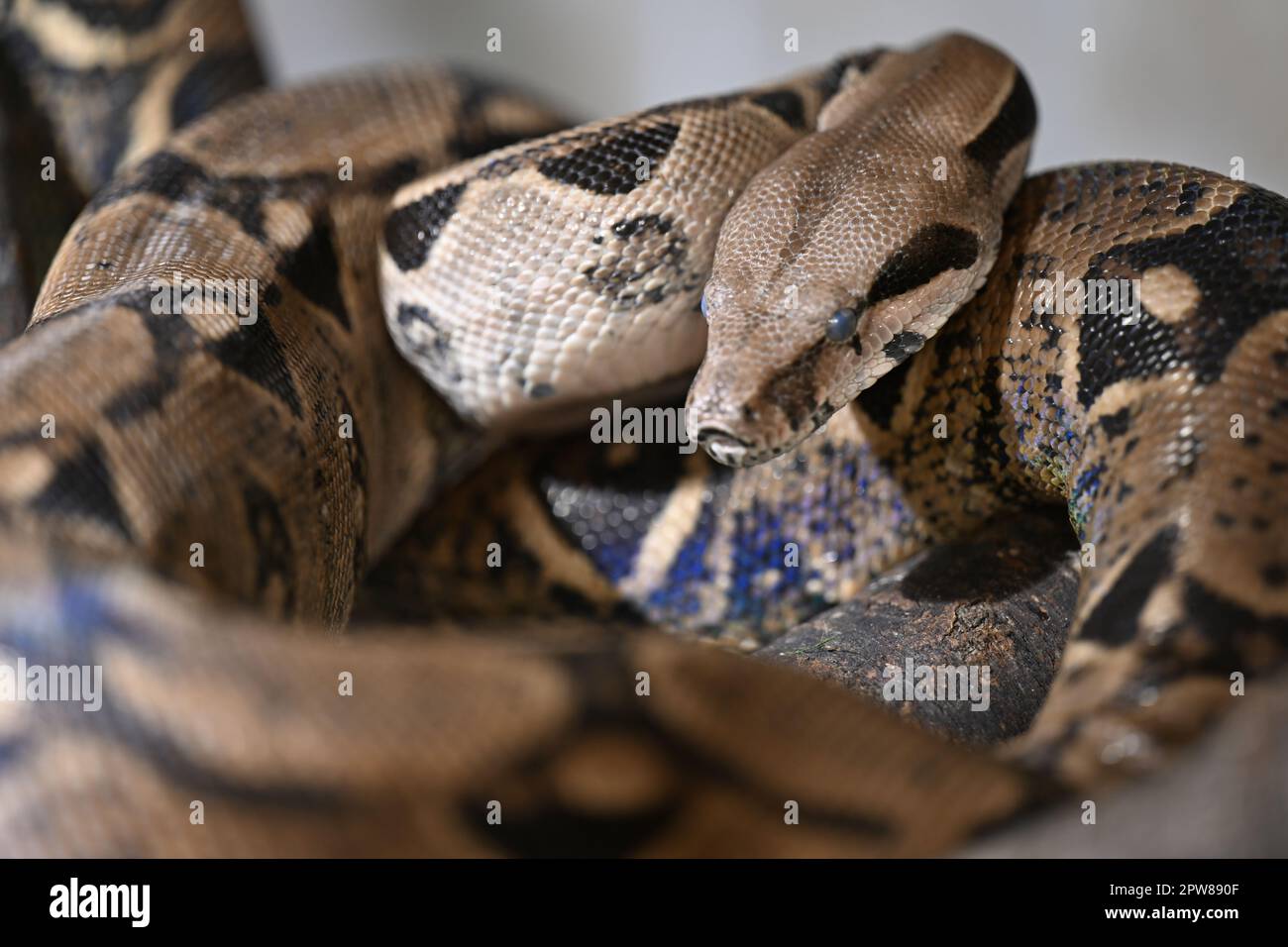 Unteruhldingen Am Bodensee, Germany. 28th Apr, 2023. A boa constrictor ...
