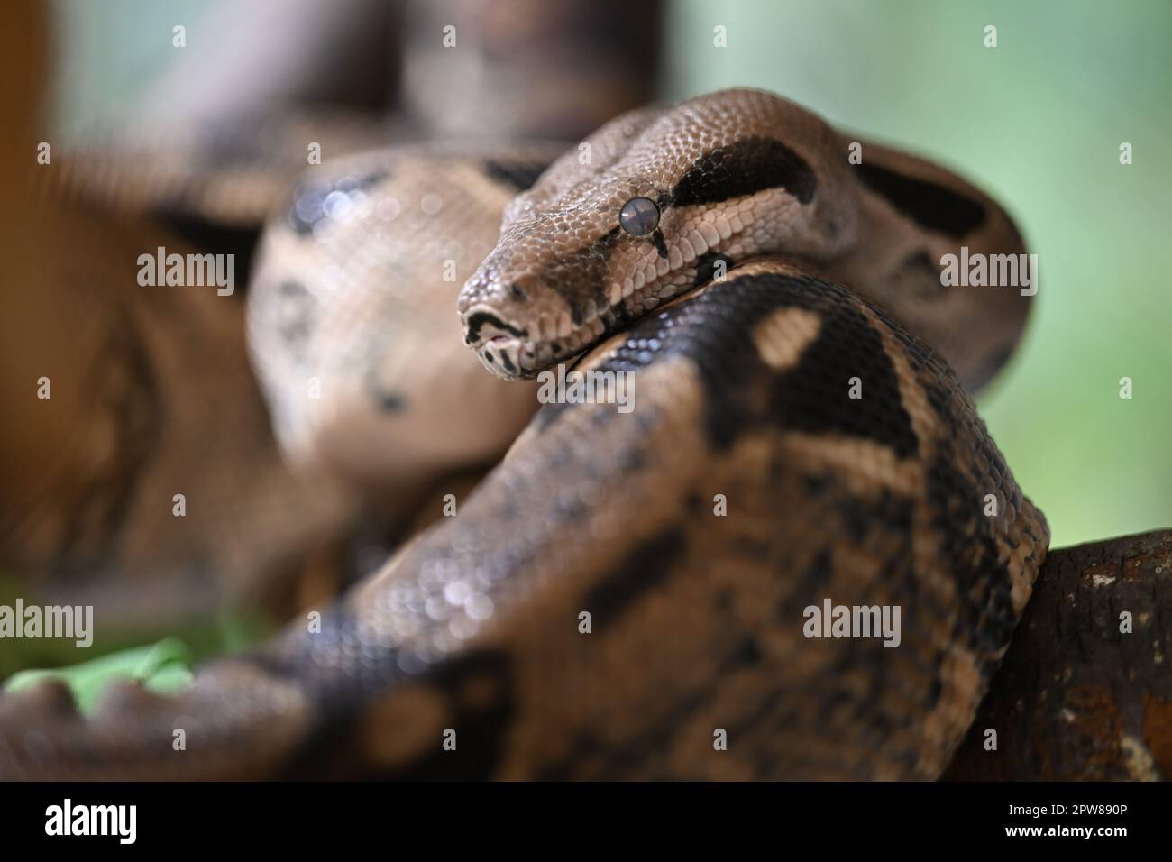 Boa snake birth hi-res stock photography and images - Alamy