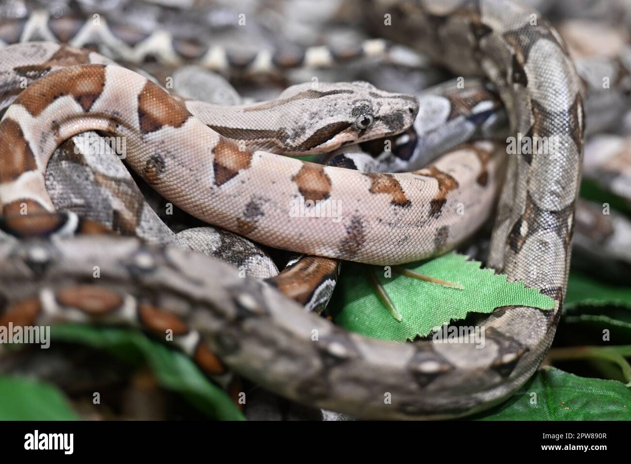 Unteruhldingen Am Bodensee, Germany. 28th Apr, 2023. Several about 14 ...