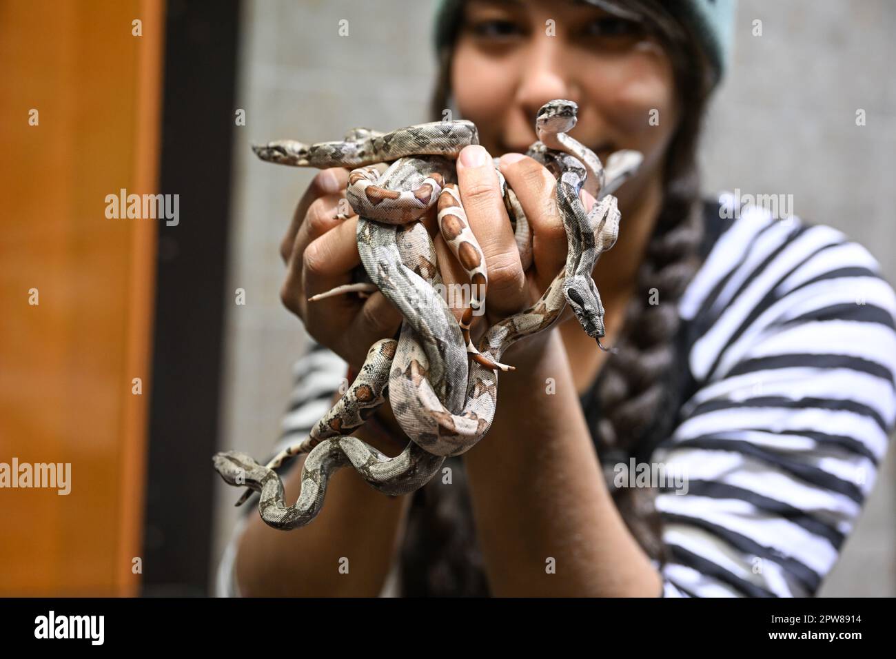 Live birth snake hi-res stock photography and images - Alamy