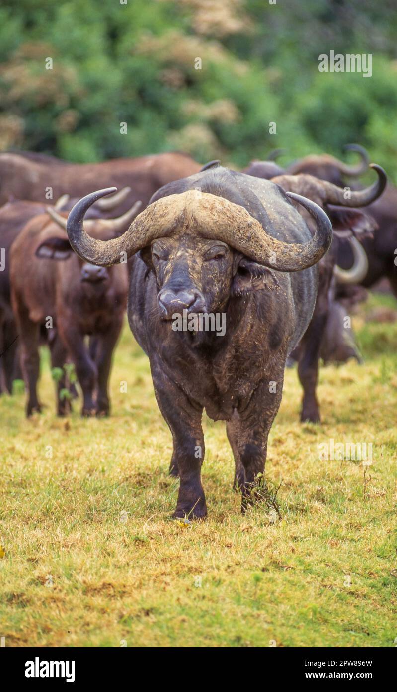 A Cape buffalo bull at a waterhole in the Aberdare National Park in the ...