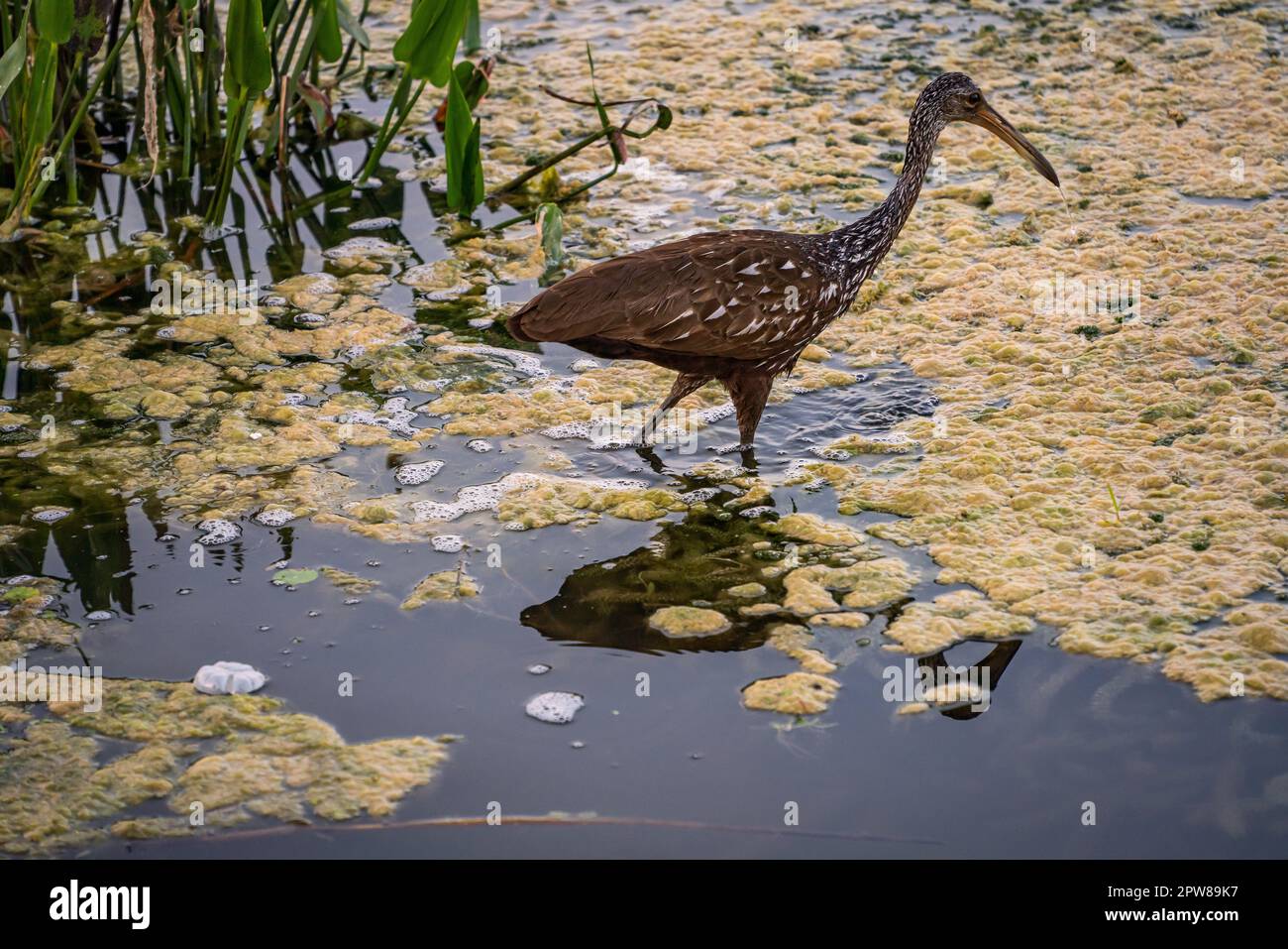 Florida wood stork in a wild environment: Nathan Benderson Park in ...