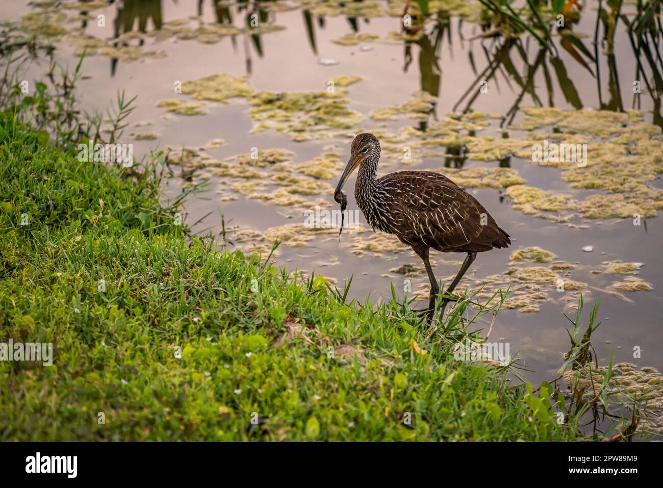 Florida wood stork in a wild environment: Nathan Benderson Park in ...