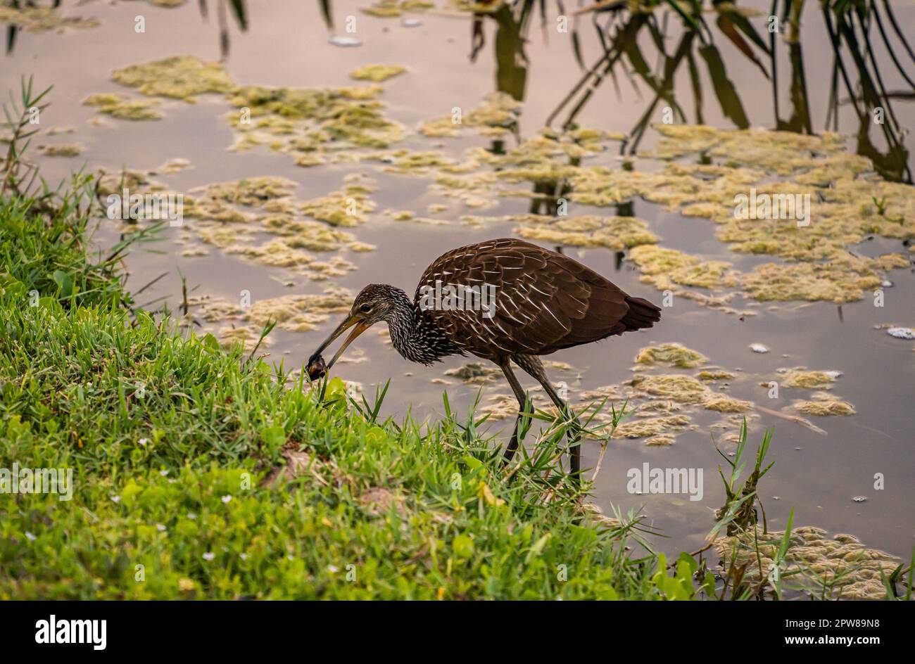 Florida wood stork in a wild environment: Nathan Benderson Park in ...