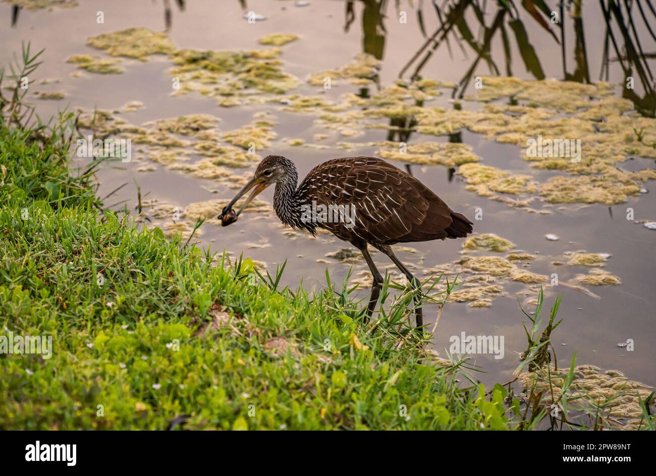 Florida wood stork in a wild environment: Nathan Benderson Park in ...