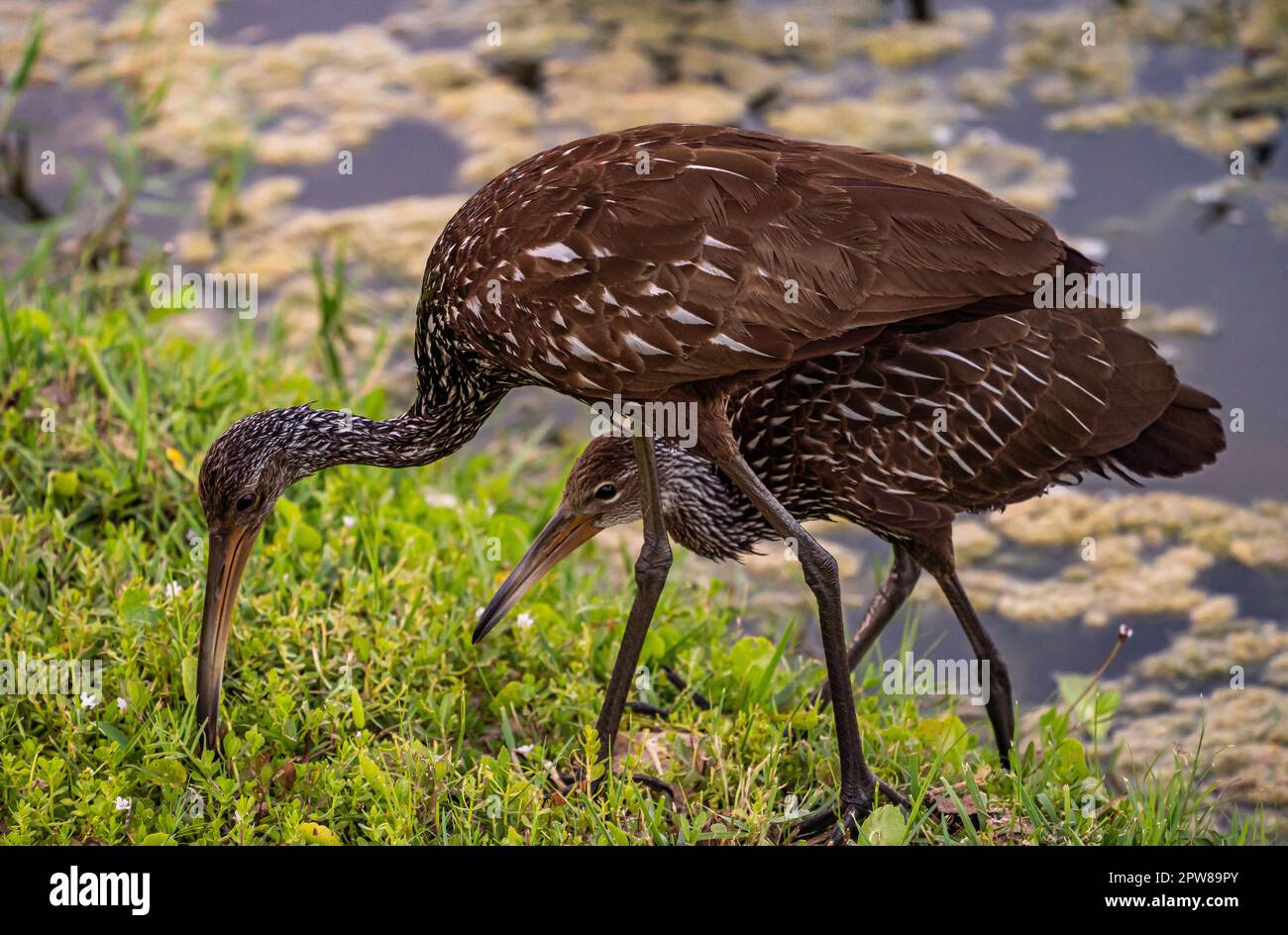 Florida wood stork in a wild environment: Nathan Benderson Park in ...