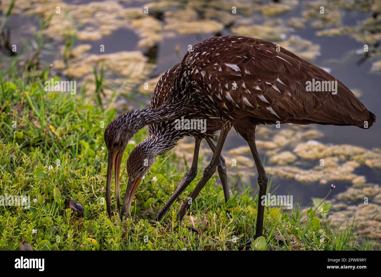 Florida wood stork in a wild environment: Nathan Benderson Park in ...