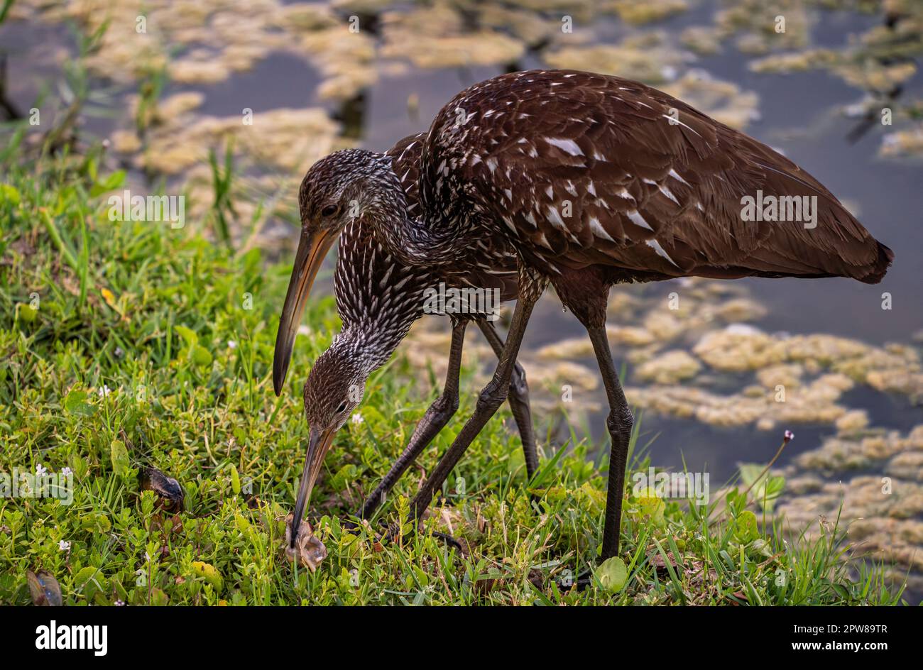 Florida wood stork in a wild environment: Nathan Benderson Park in ...