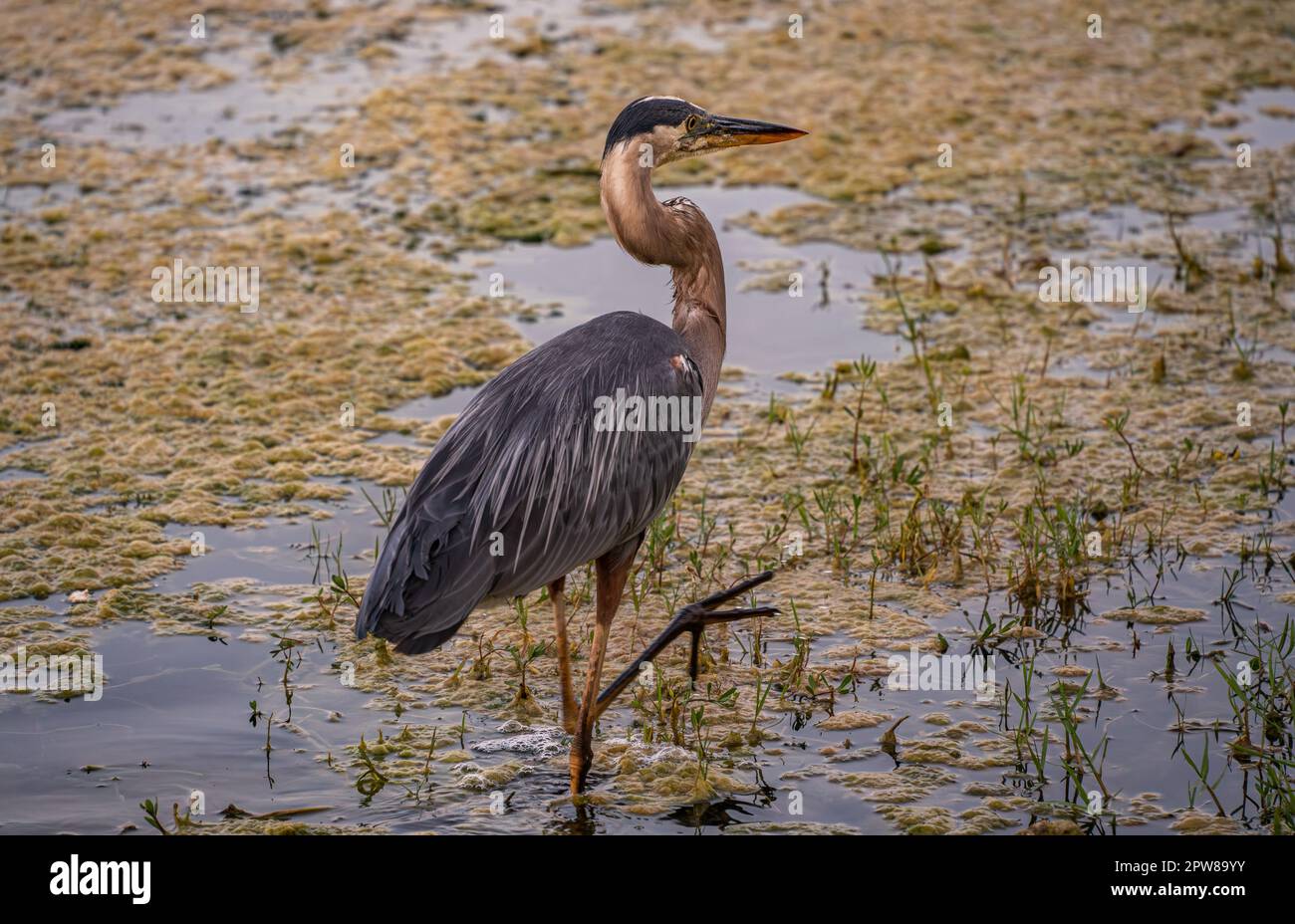 Florida heron in a wild environment: Nathan Benderson Park in Sarasota ...