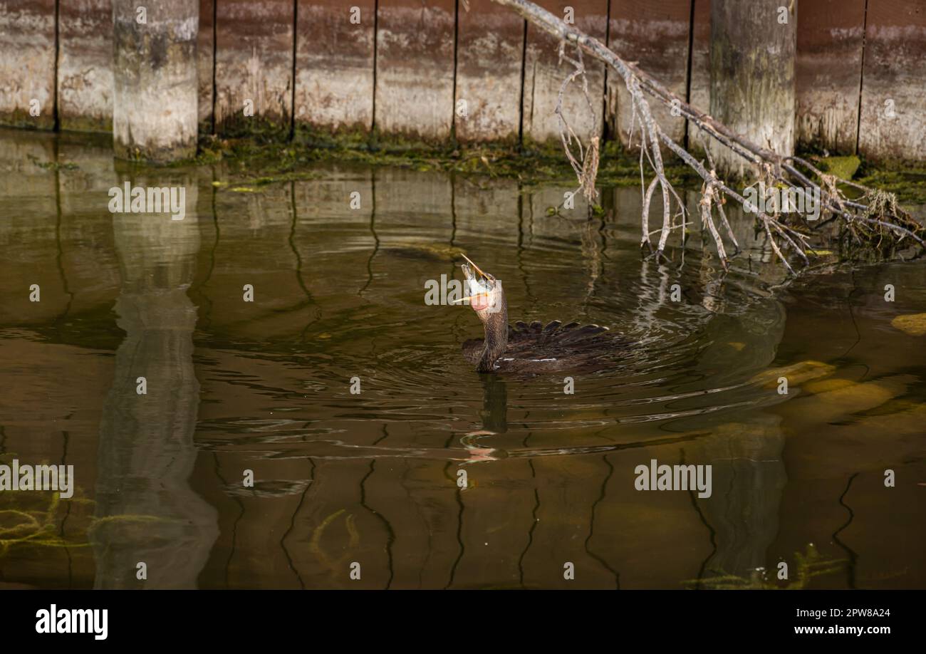 Anhinga - Surfacing from their dives to chase fish, anhingas, with ...