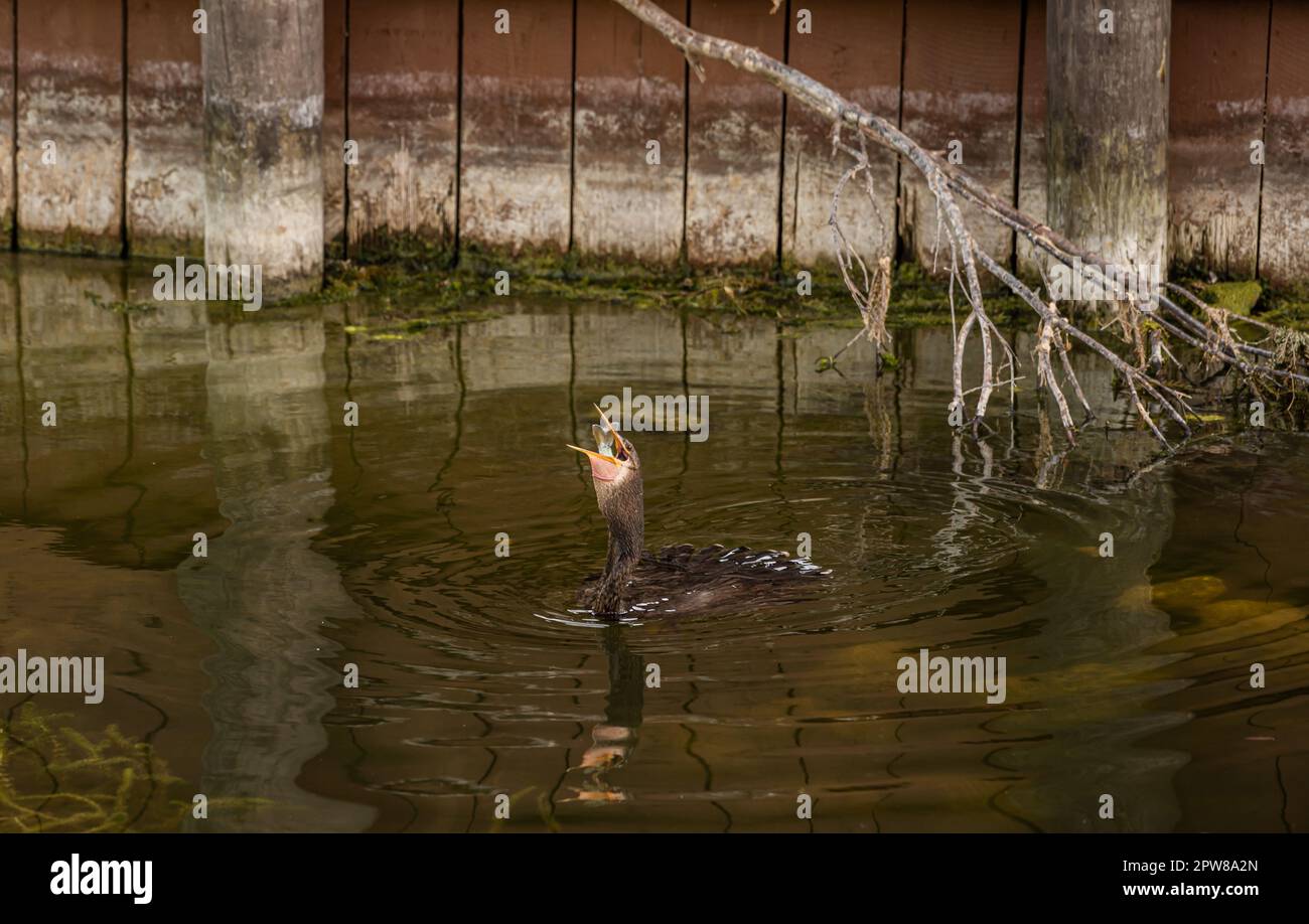 Nathan benders park hi-res stock photography and images - Alamy
