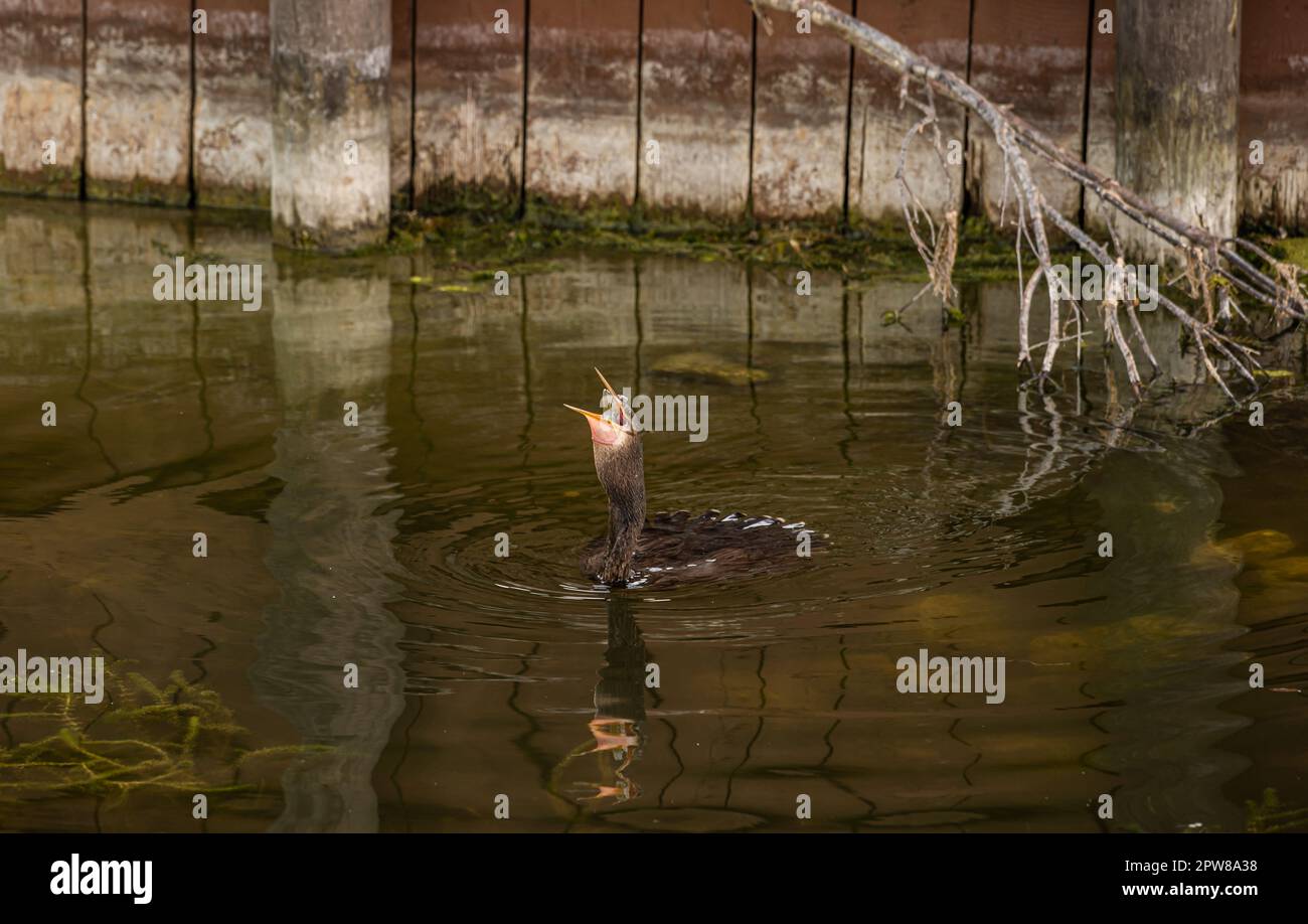 Anhinga - Surfacing from their dives to chase fish, anhingas, with ...